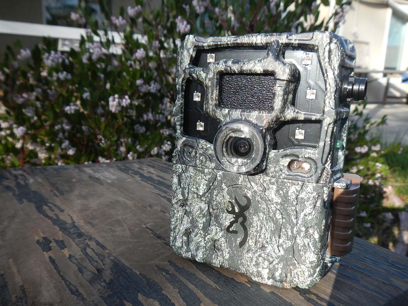HALT Camera Traps - Perfect For Small Mammals & Amphibians