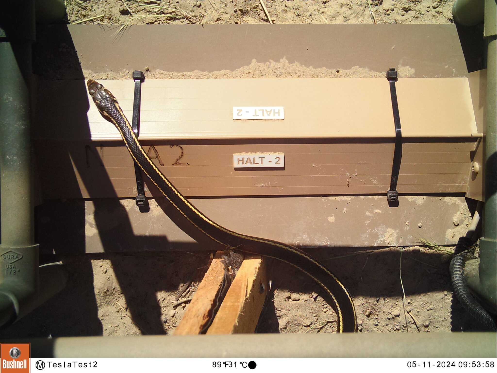HALT Camera Traps - Perfect For Small Mammals & Amphibians